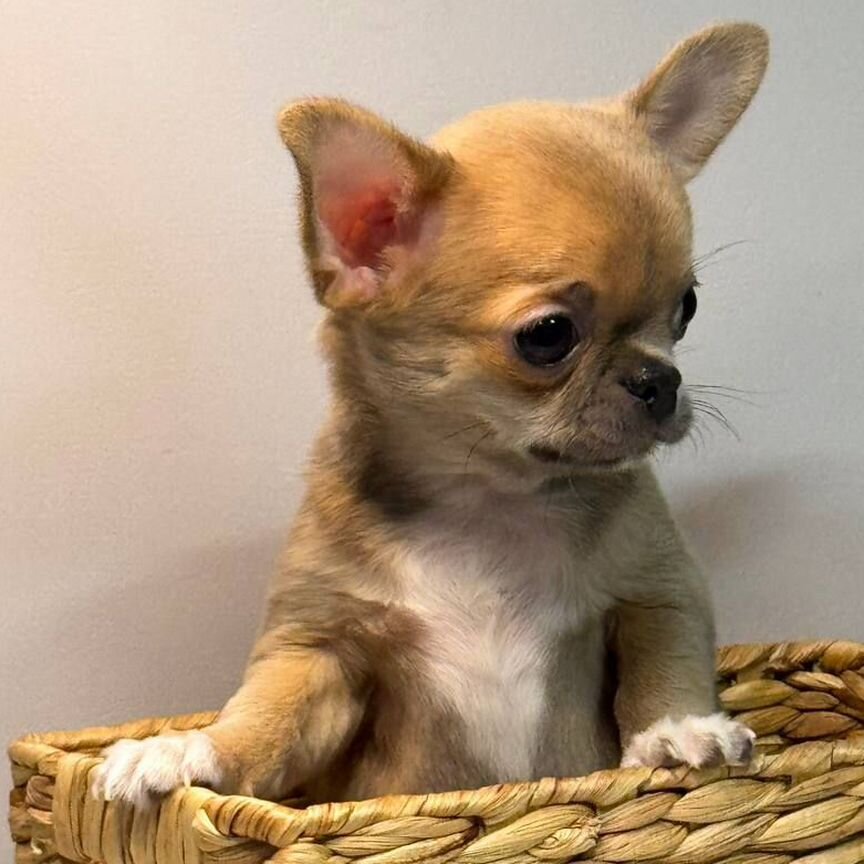 Чихуахуа, щенок