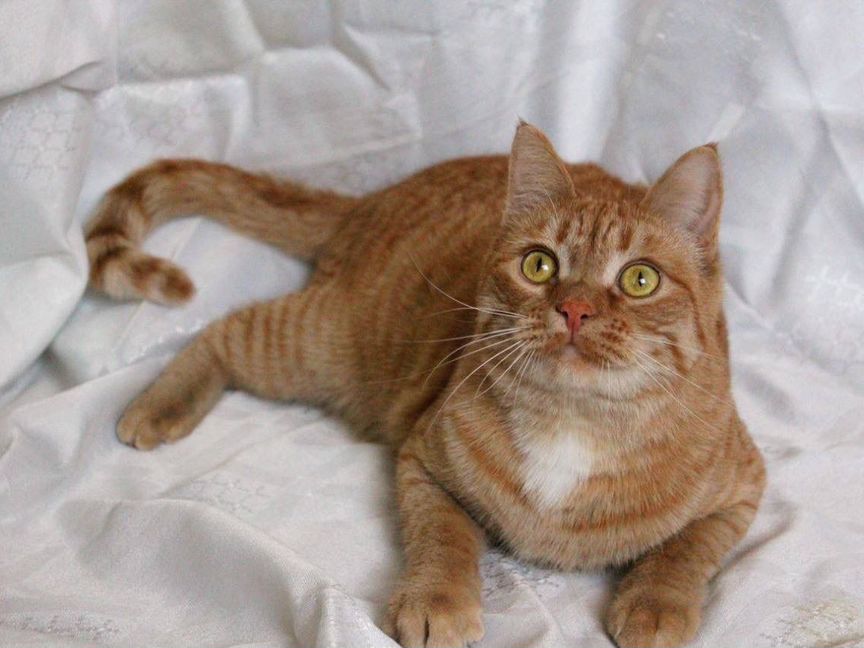 Кошка Дафна друг собак в добрые руки