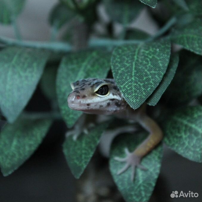 Эублефар малыши