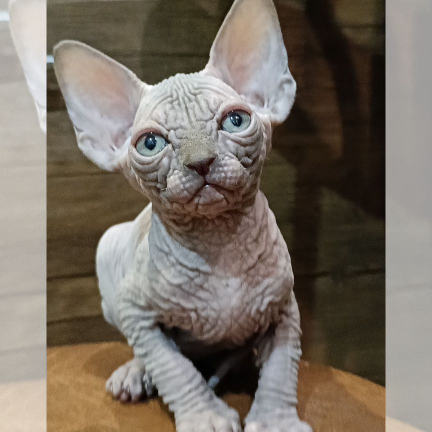 Канадский сфинкс котёнок