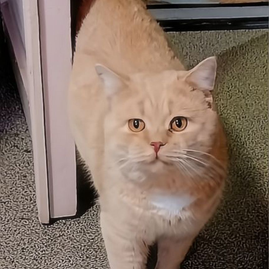 Взрослый кот в добрые руки