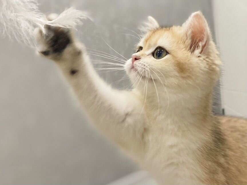 Британские золотые шиншиллы