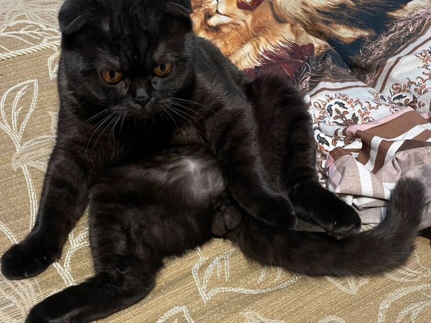 Шотландский кот вязка