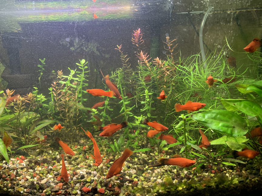 Меченосцы рубины