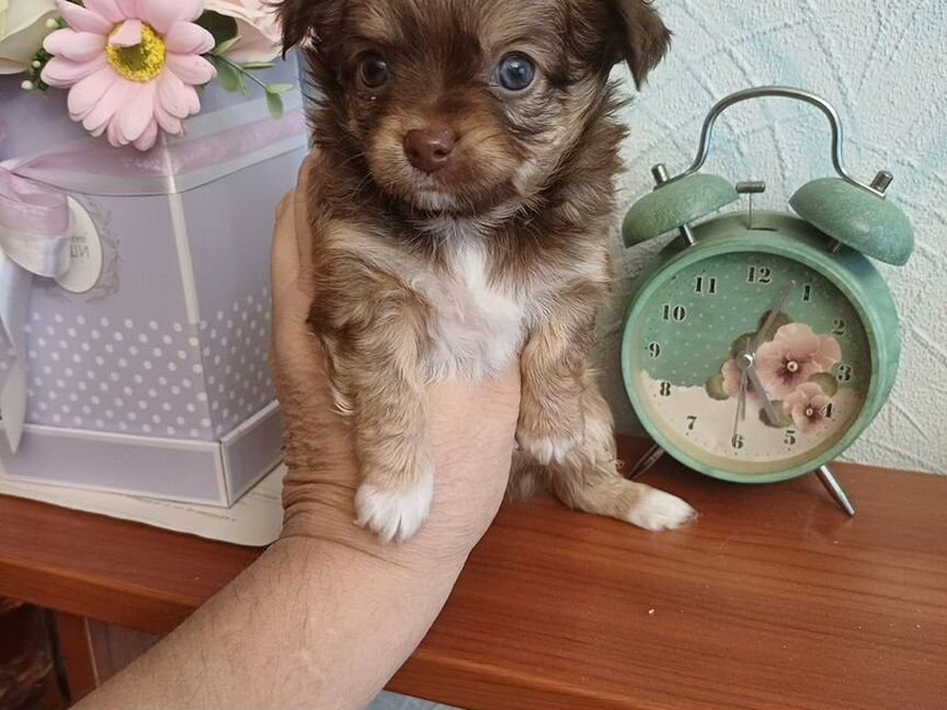 Милашки длинношерстные щенки чихуахуа маьчики