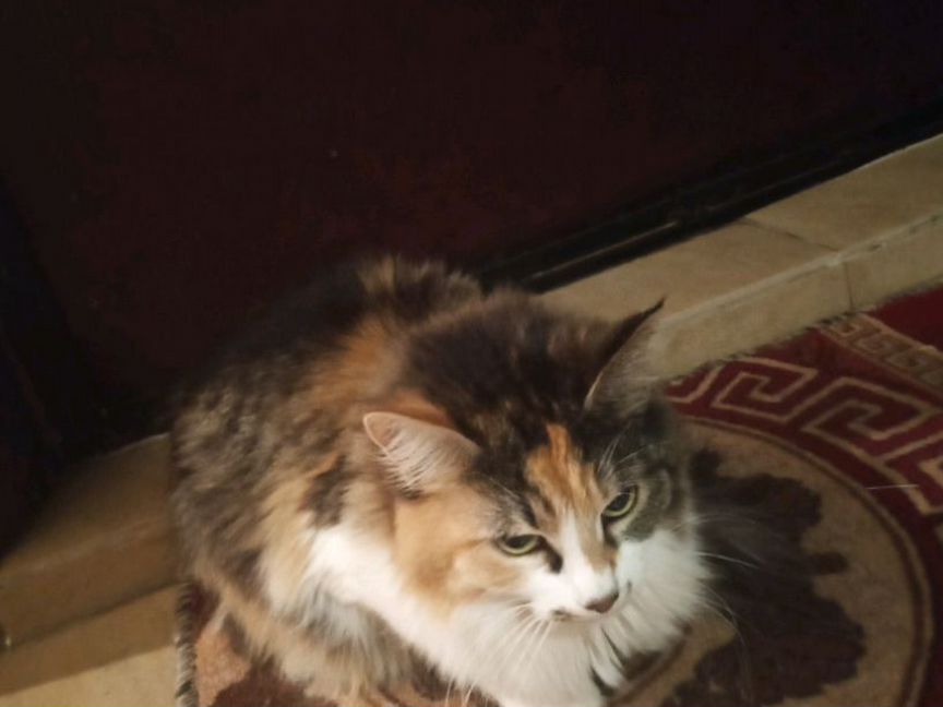 Добрые кошечки в добрые руки