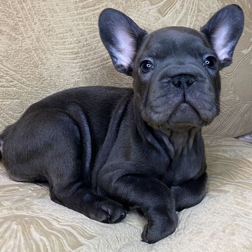 Французский бульдог, щенок