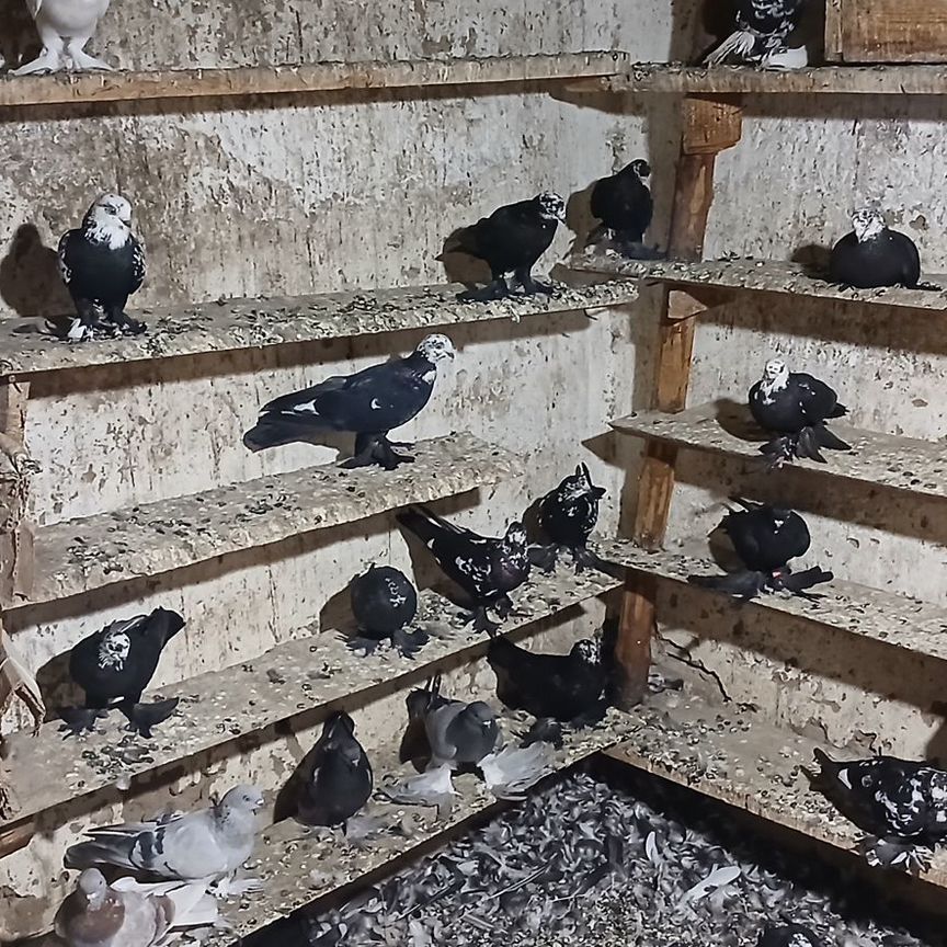 Голуби бойные