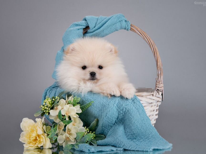 Щенки померанского шпица медвежьего типа