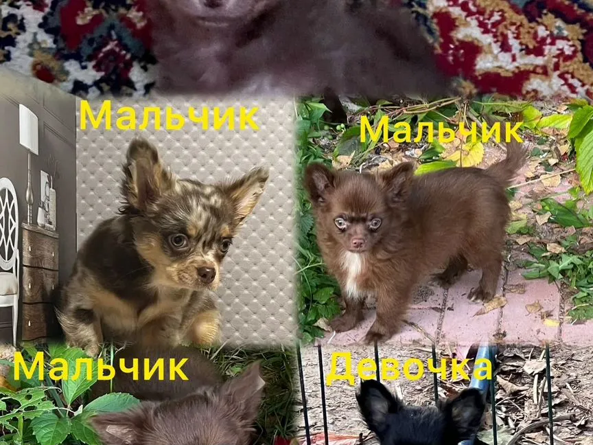 Чихуахуа щенки