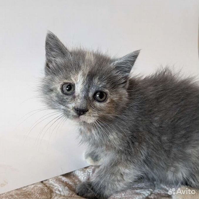 Дымчато рыжая девочка котенок ищет дом
