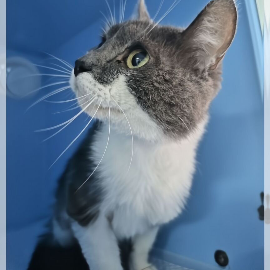 Взрослый кот в добрые руки