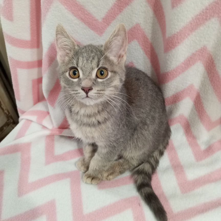 Котик серенький 3 мес