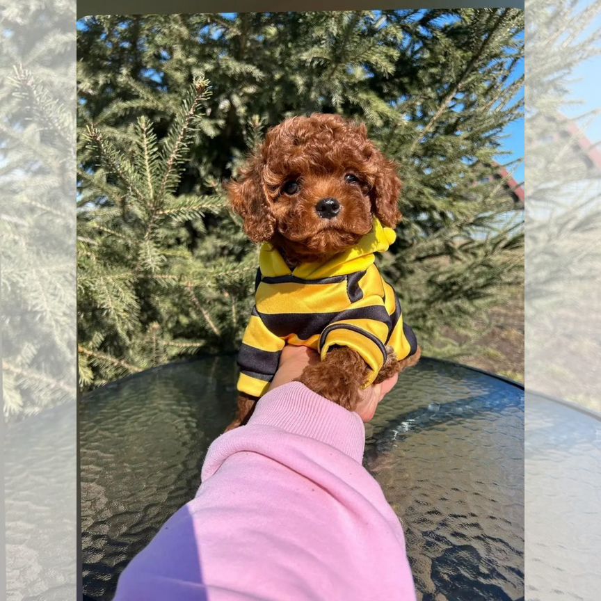 Той-пудель, щенок