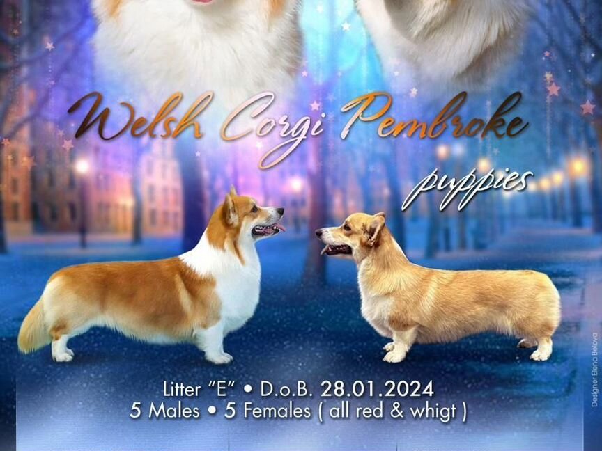 Щенки вельш-корги пемброк