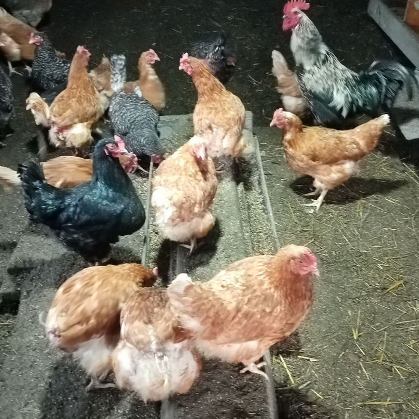 Инкубационное яйцо