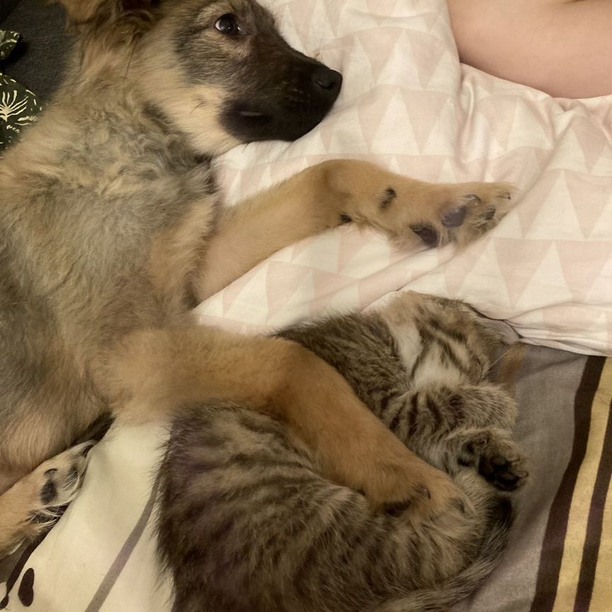 Щенок в добрые руки