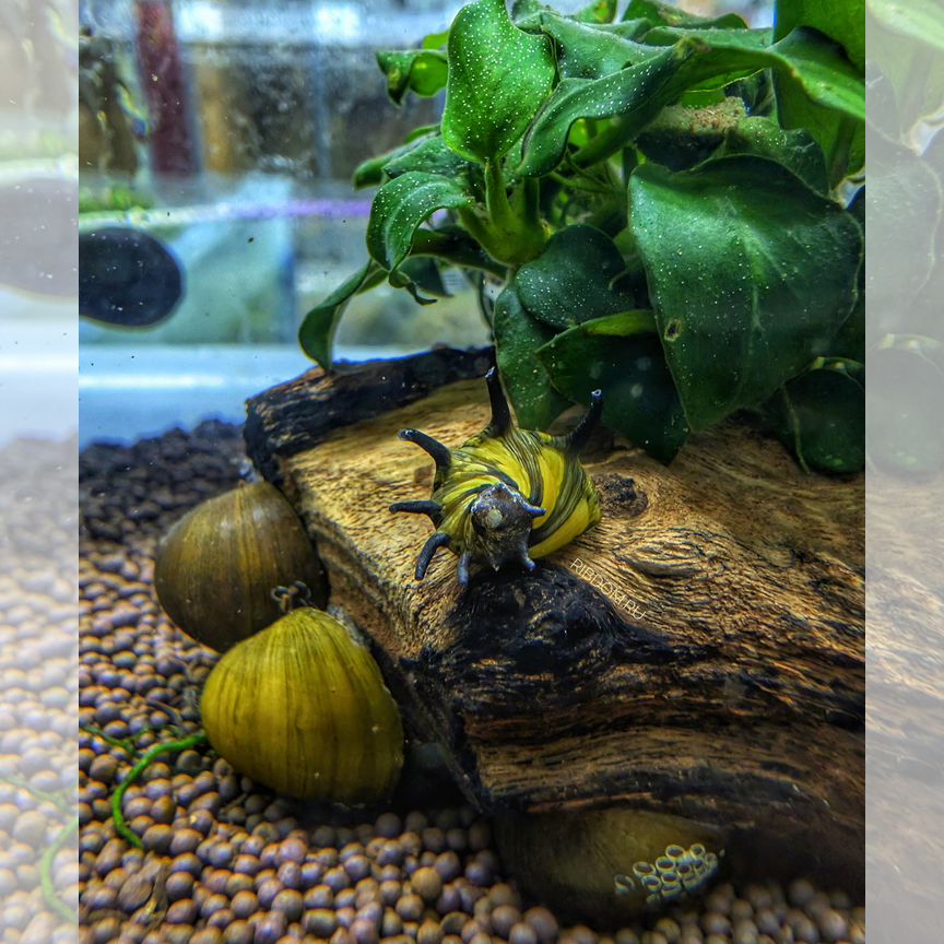 Улитка солнечная неритина - Clithon donovani Sun S