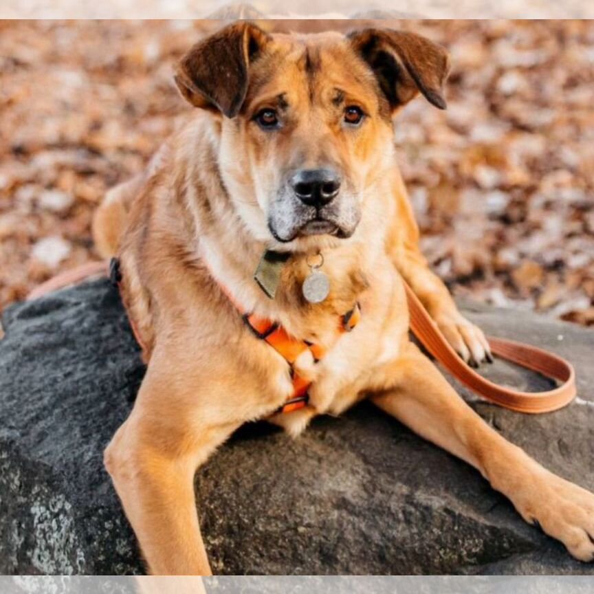 Взрослый пёс в добрые руки