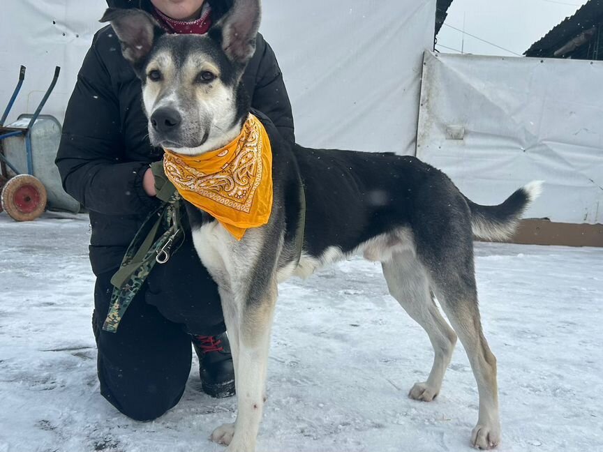 Молодой домашний песик попал в приют
