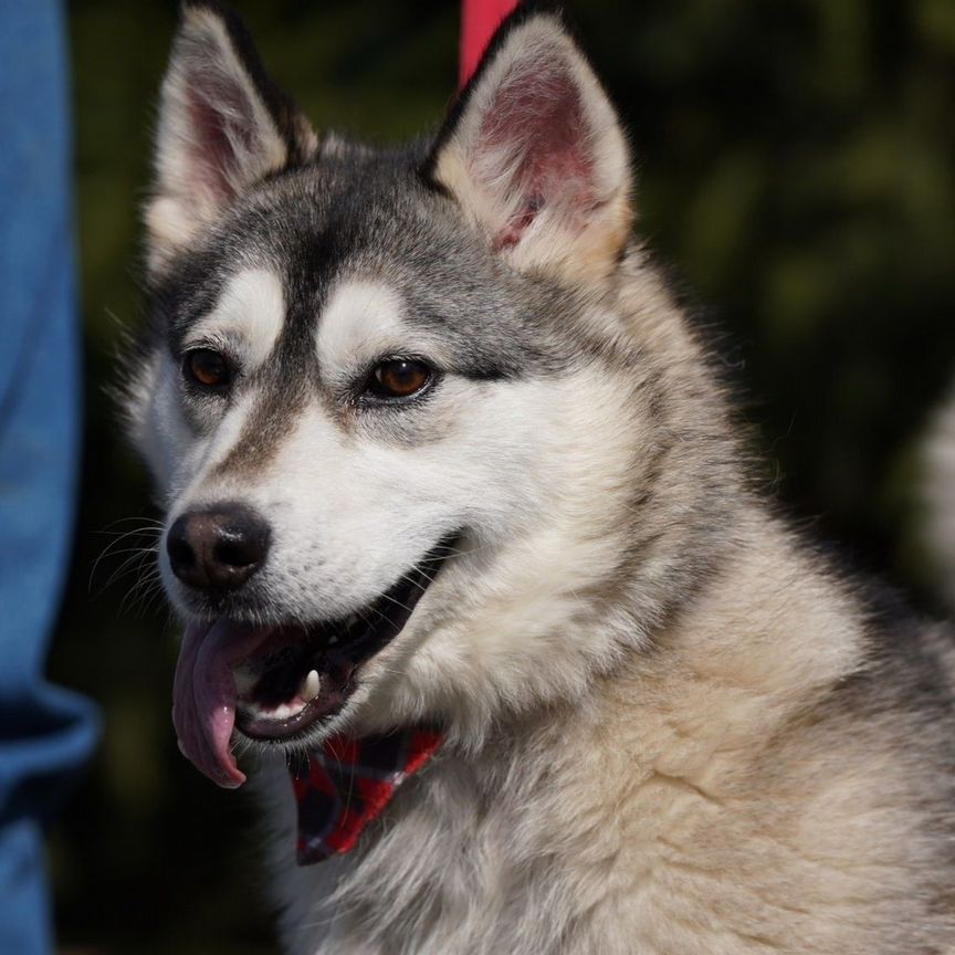 Взрослая собака в добрые руки