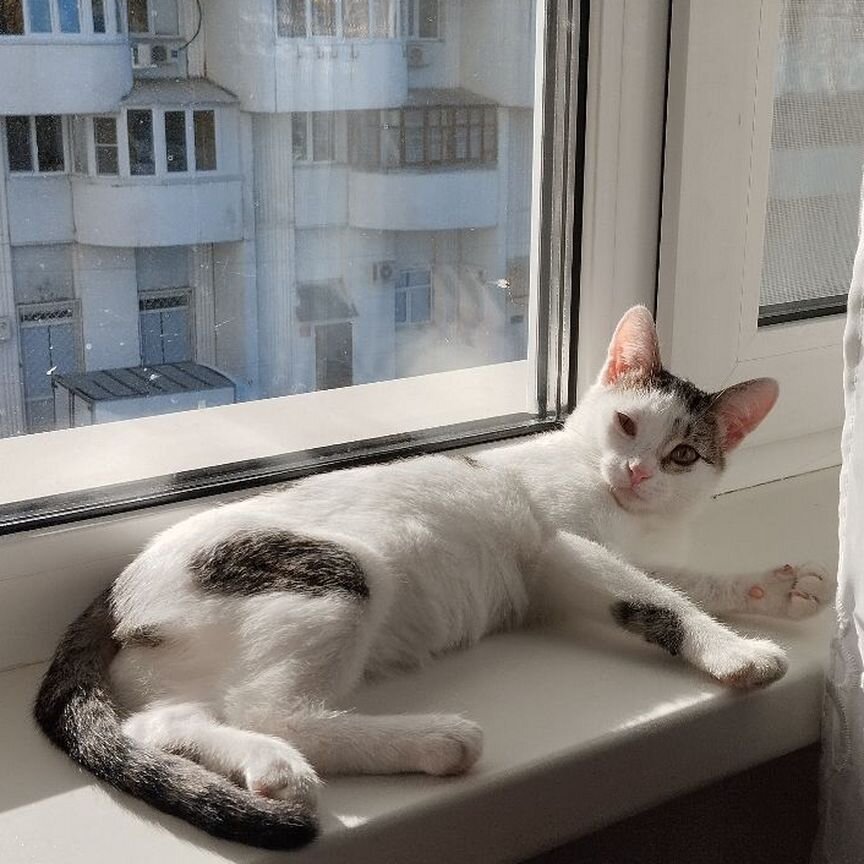 Котёнок девочка 3 месяца