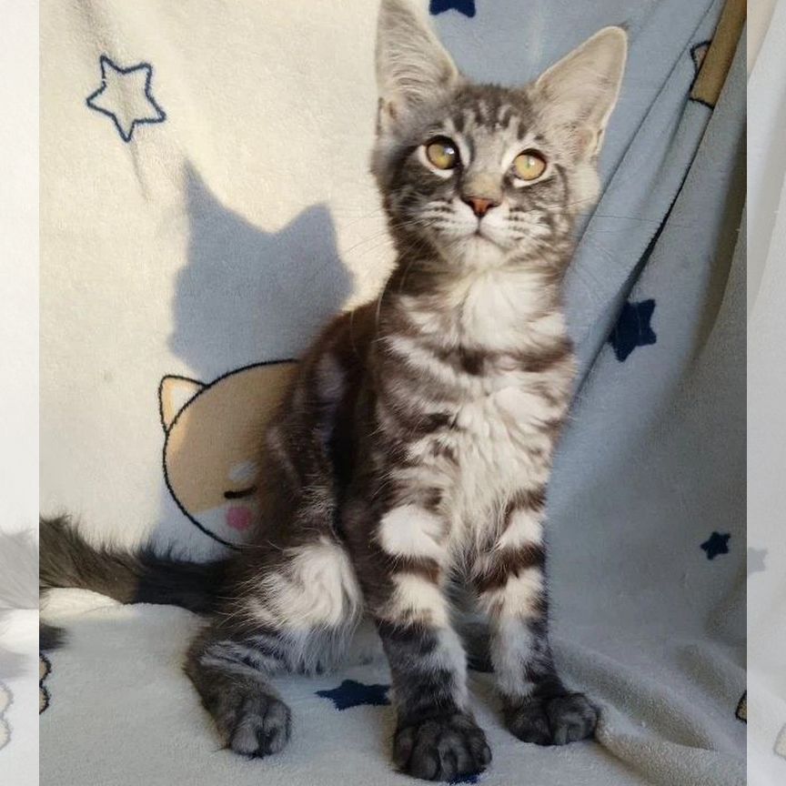 Мейн-кун котёнок