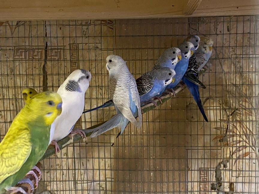 Волнистый попугаи птинцы, возраст 1,5 - 2 месяца