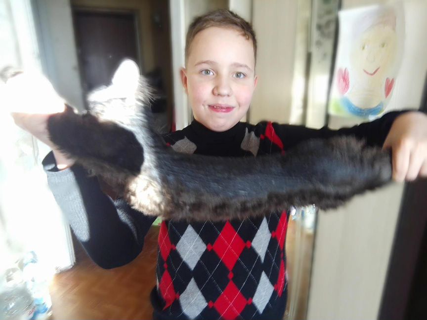 Кошки