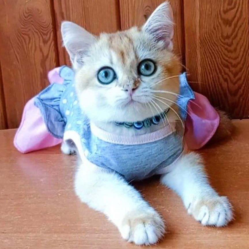 Котята золотая шиншилла