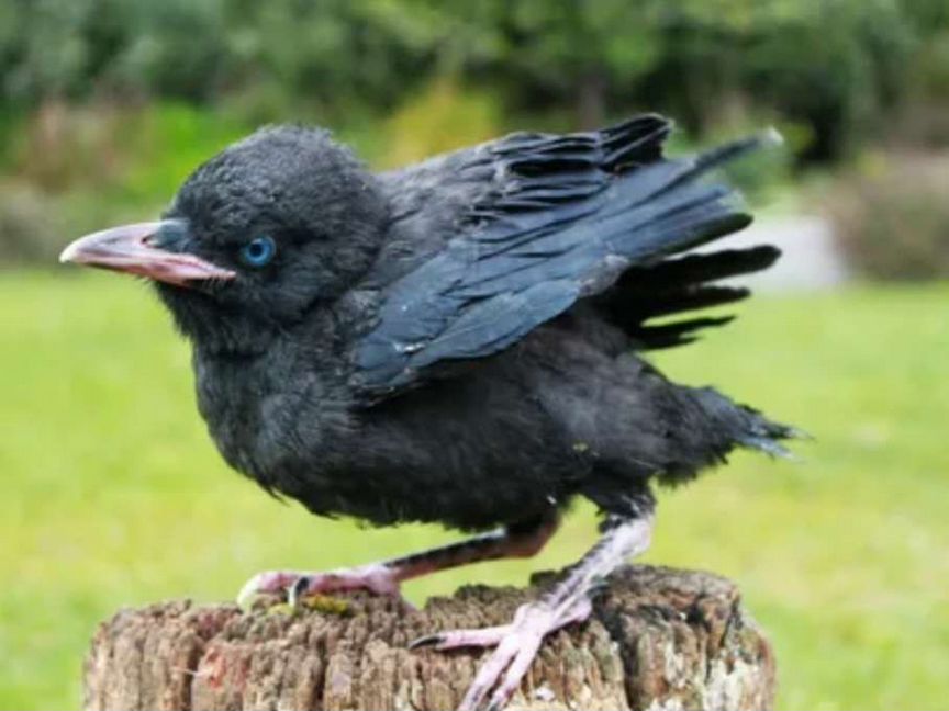 Птенец вороны