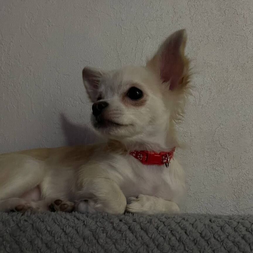 Чихуахуа девочка