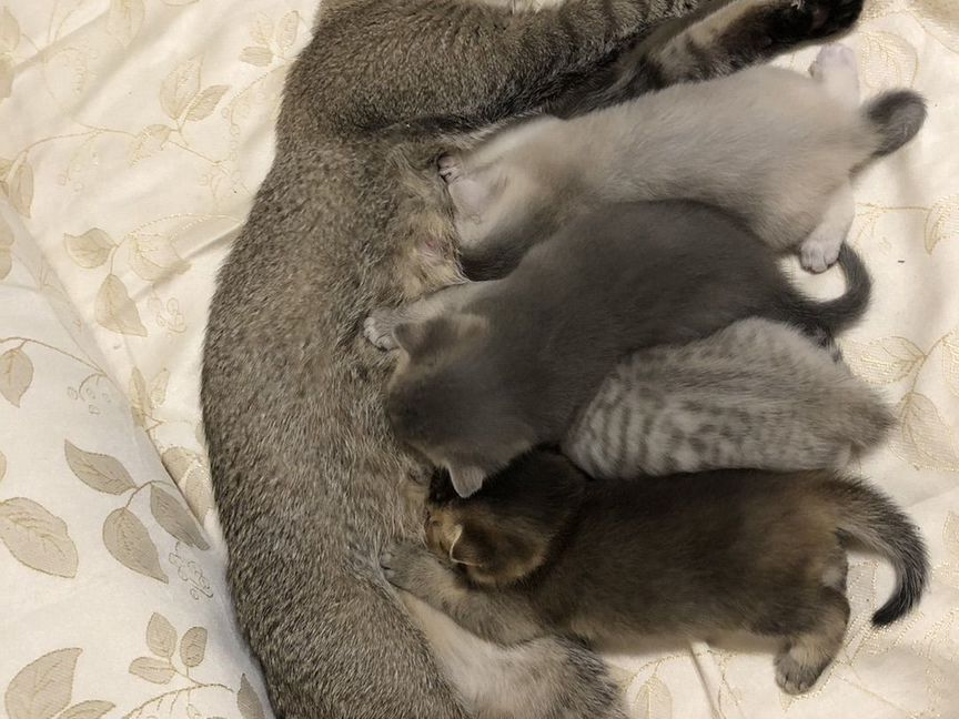 Британская шиншилла