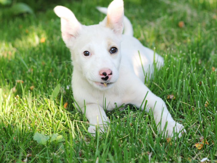 Щенки в хорошие руки