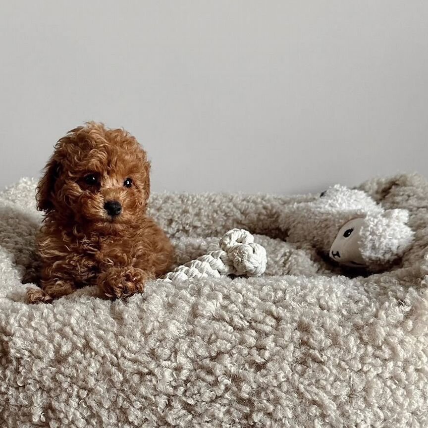 Той-пудель, щенок