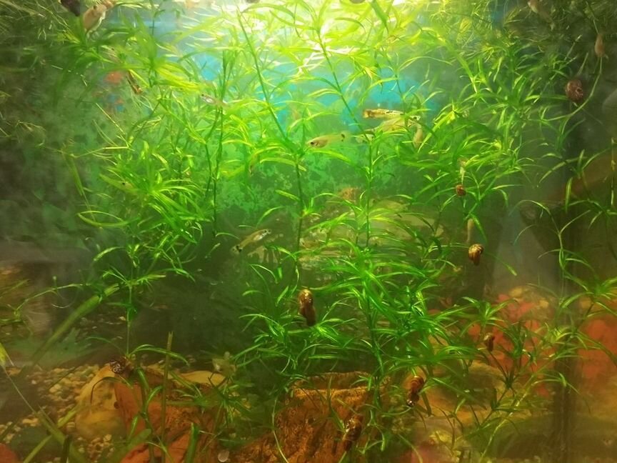 Рыбки для аквариума, гуппи и моллинезии