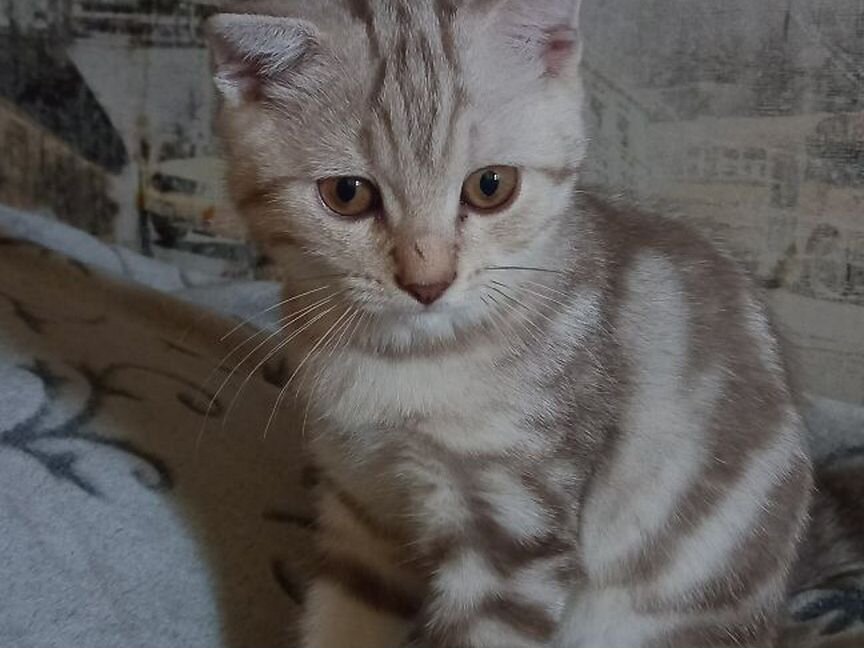 Шотландские котята
