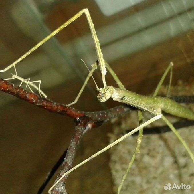 Аннамский палочник