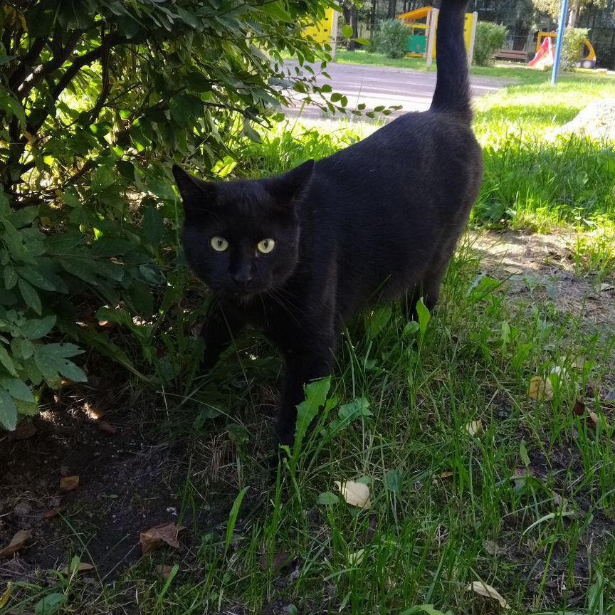 Коту очень нужен дом