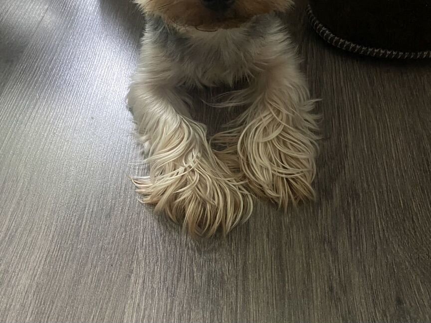 Йоркширский терьер