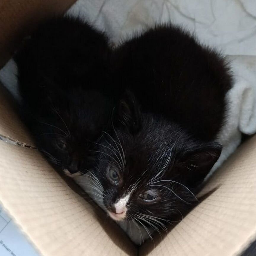 Котята в добрые руки 1 месяц