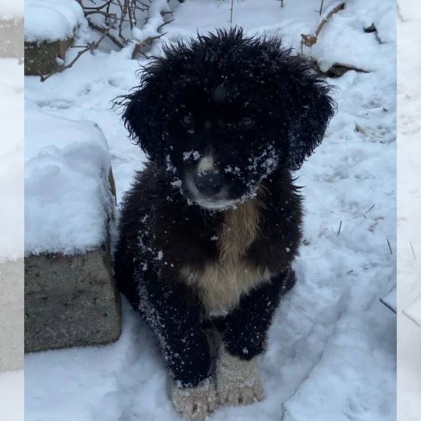 Щенок в добрые руки