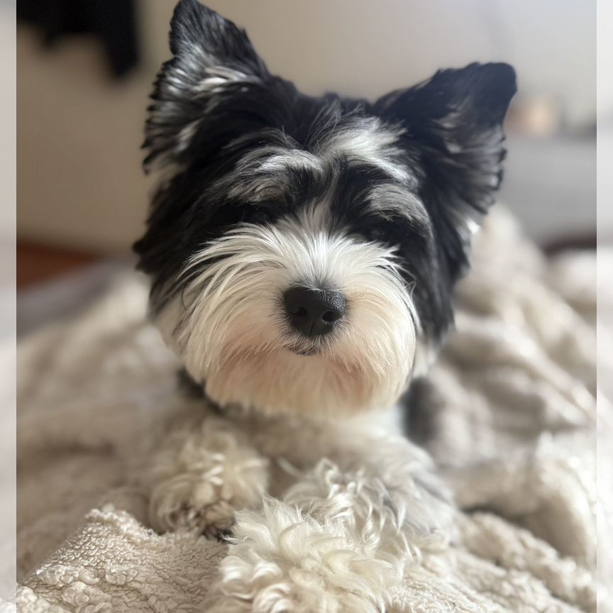 Бивер-йоркширский терьер, взрослый пёс