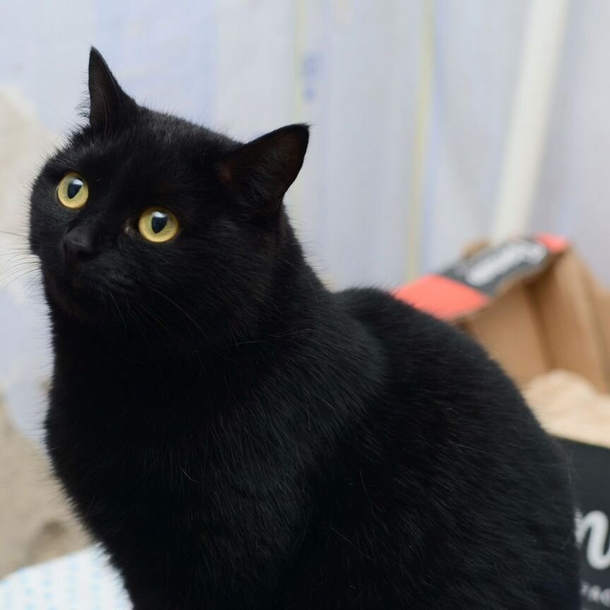 Взрослая, Девочка кошка в добрые руки