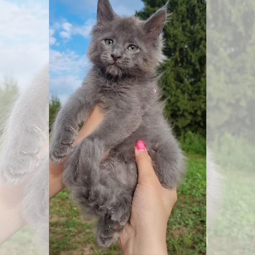 Котёнок Мейн-Кун