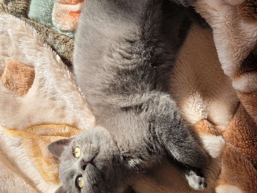 Котенок девочка 1.5 мес серенькая