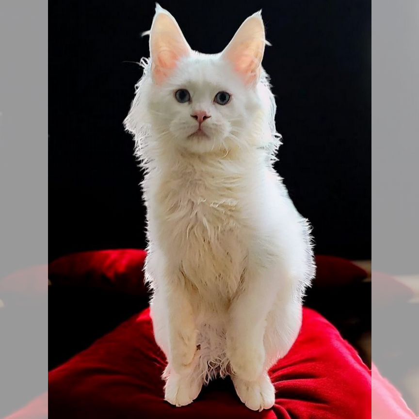 Мейн-кун котёнок