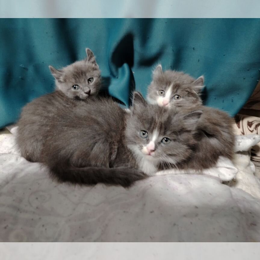 Американский кёрл короткошёрстный котёнок