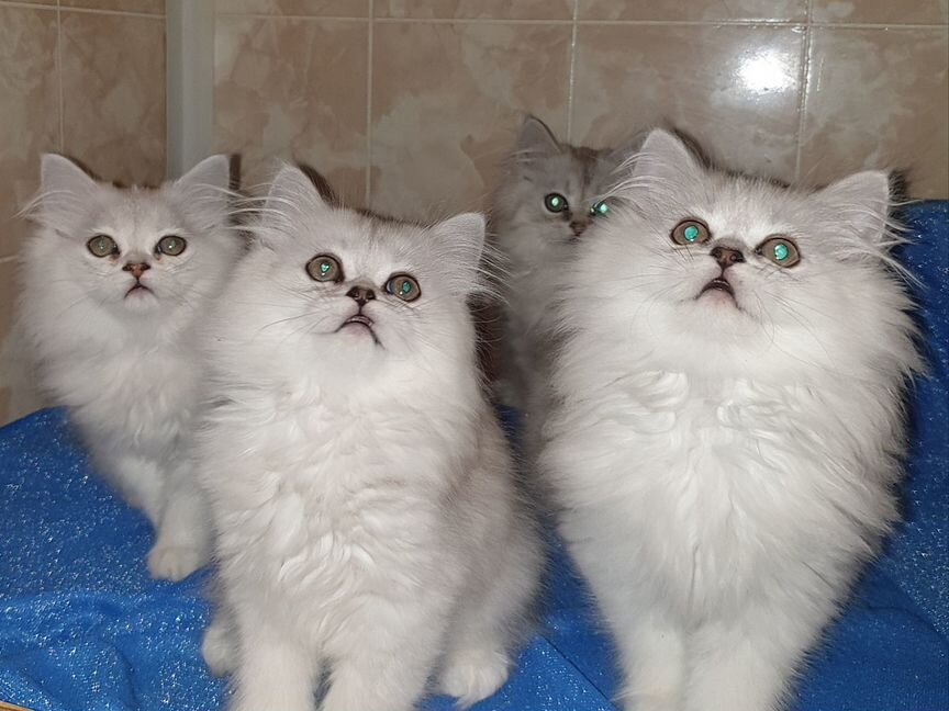 Серебристые шиншиллы