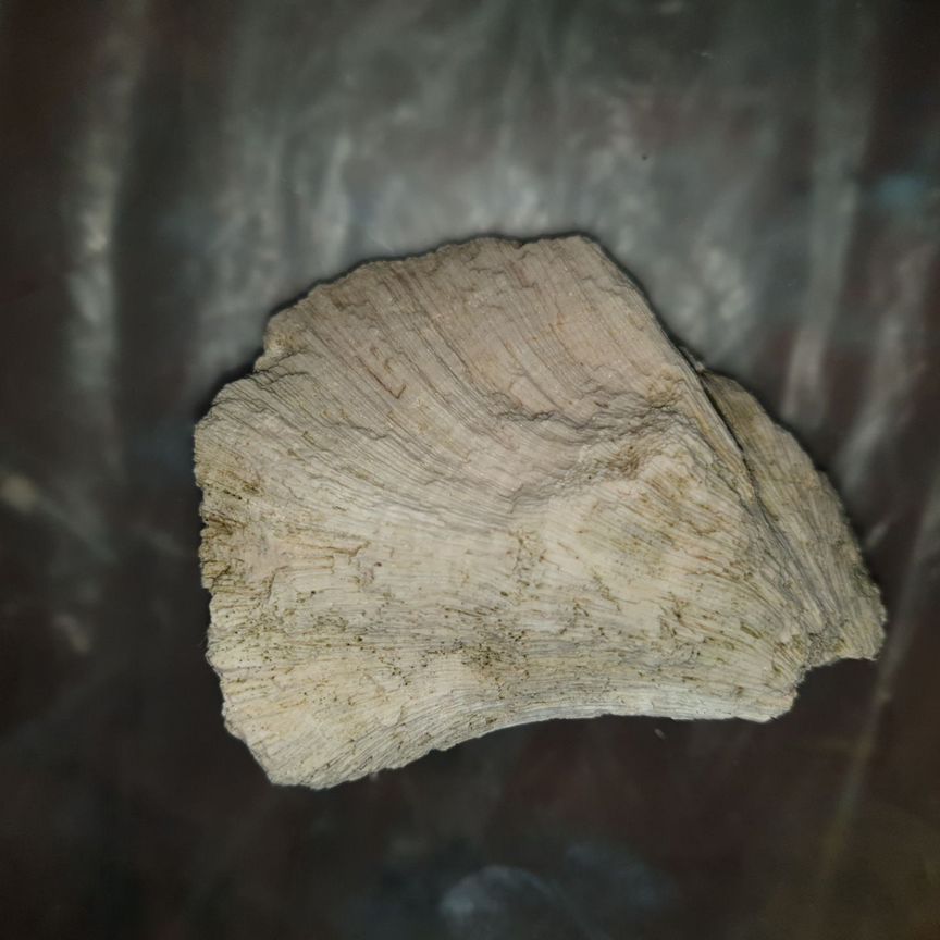 Хететис окаменелость